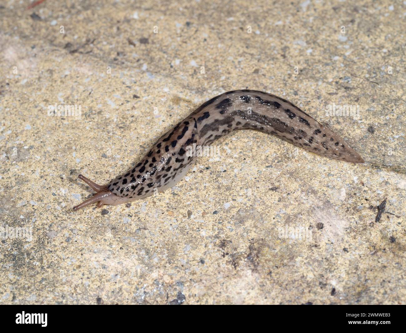 Leopard Slug (Limax maximus) on patio in garden, Ramsgate, Kent UK ...