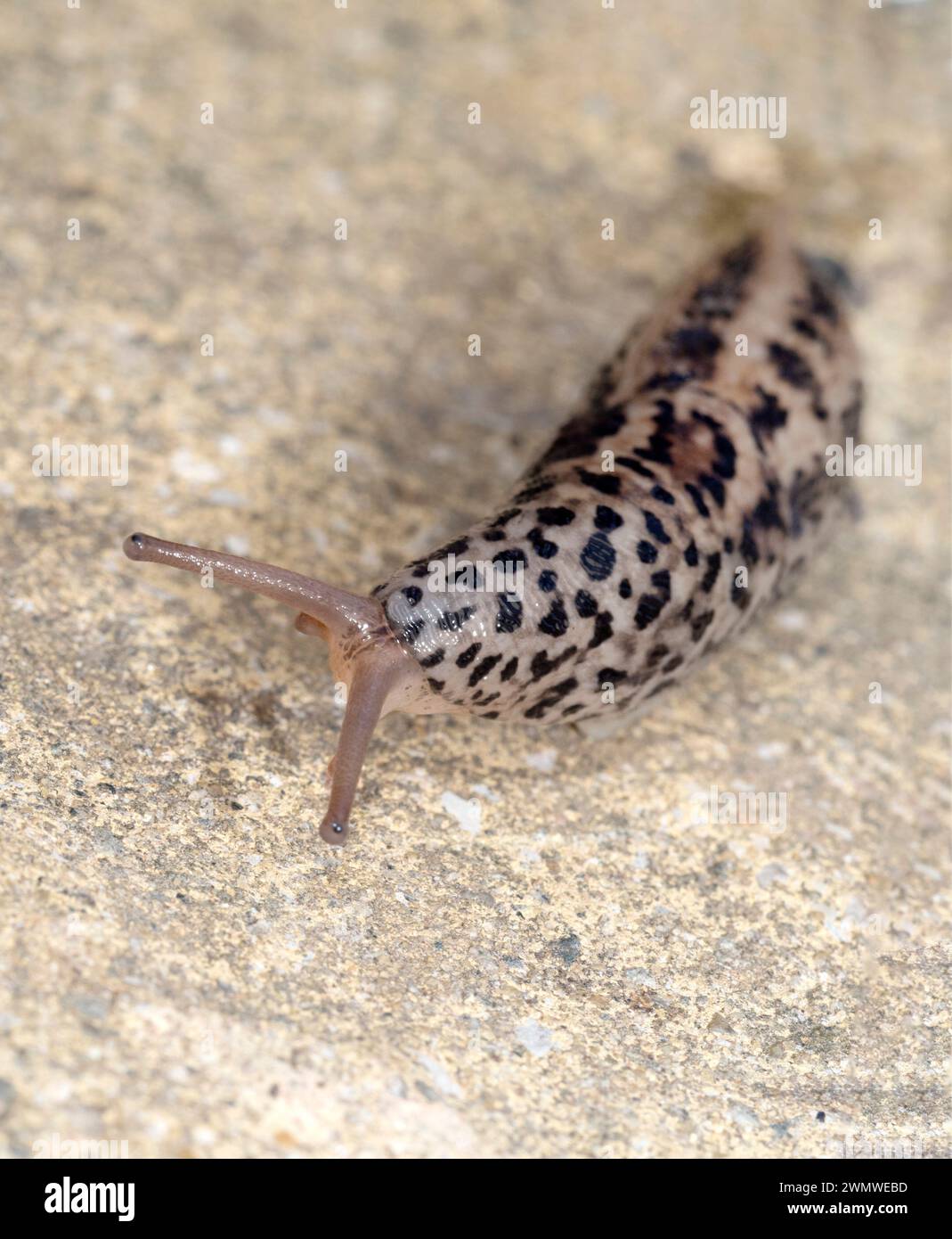 Leopard Slug (Limax maximus) on patio in garden, Ramsgate, Kent UK ...