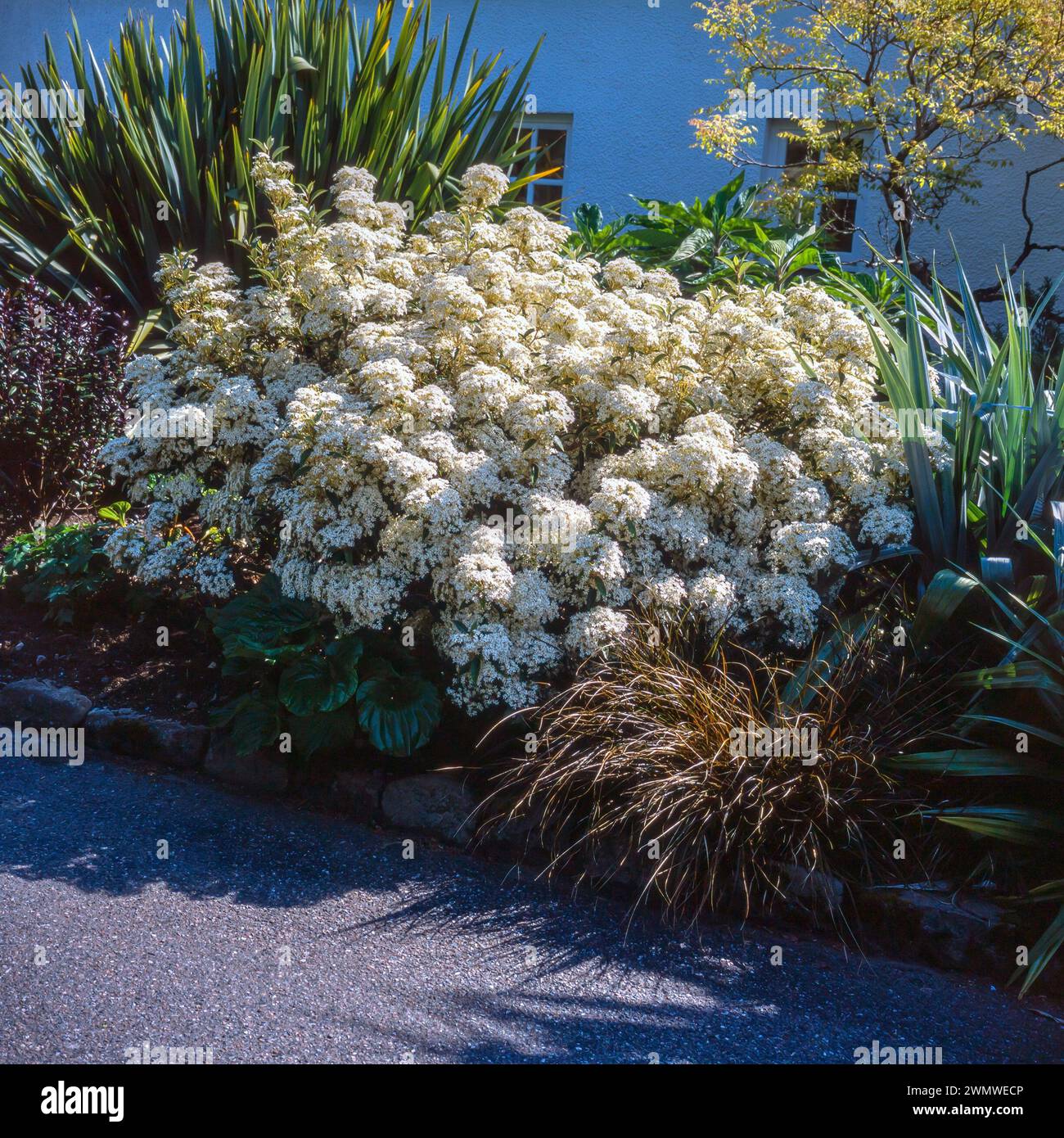 Beautiful Olearia cheesmanii / Cheeseman's daisy bush covered in white ...
