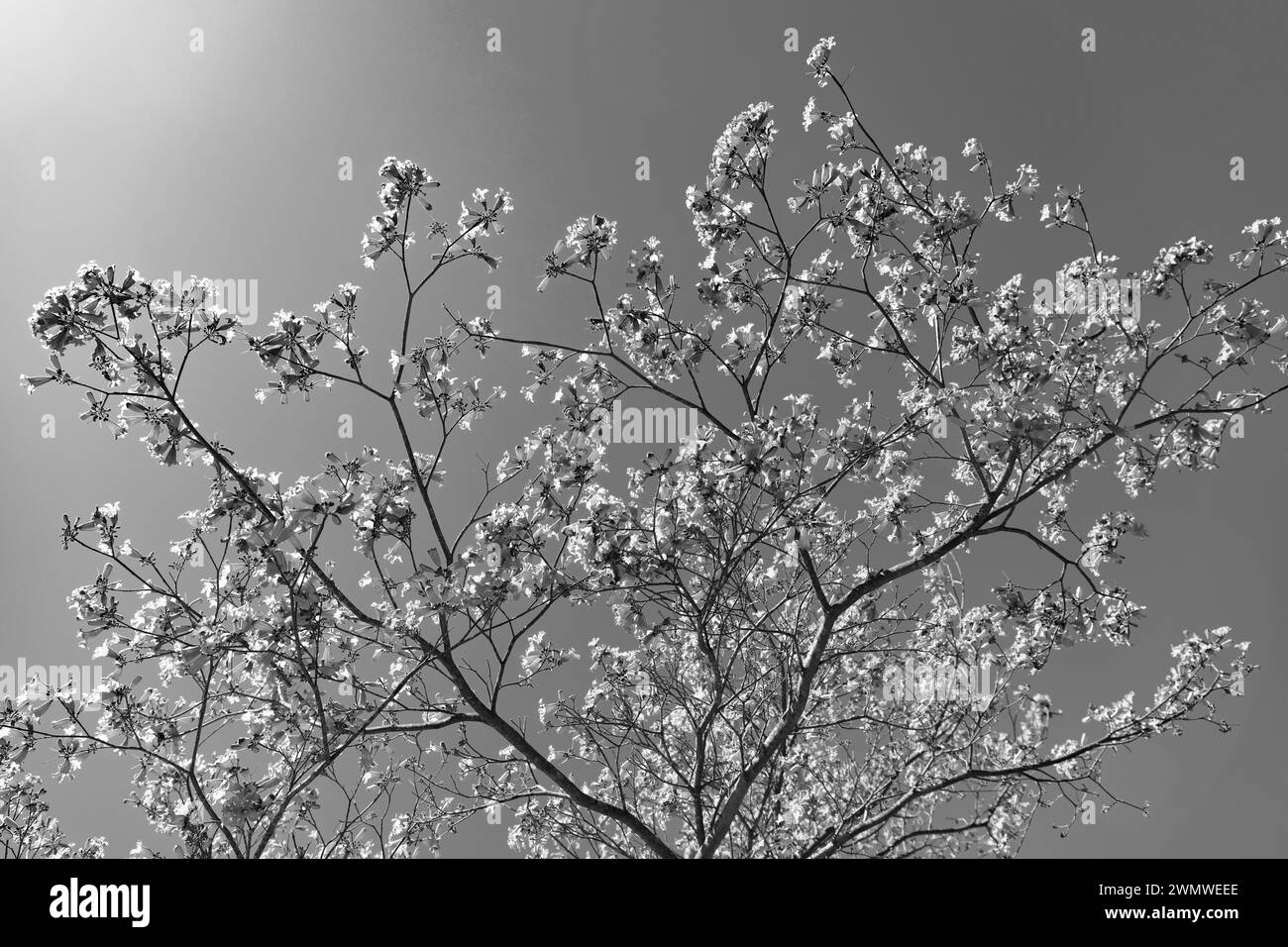 Blue sky pink cherry blossom Black and White Stock Photos & Images - Alamy