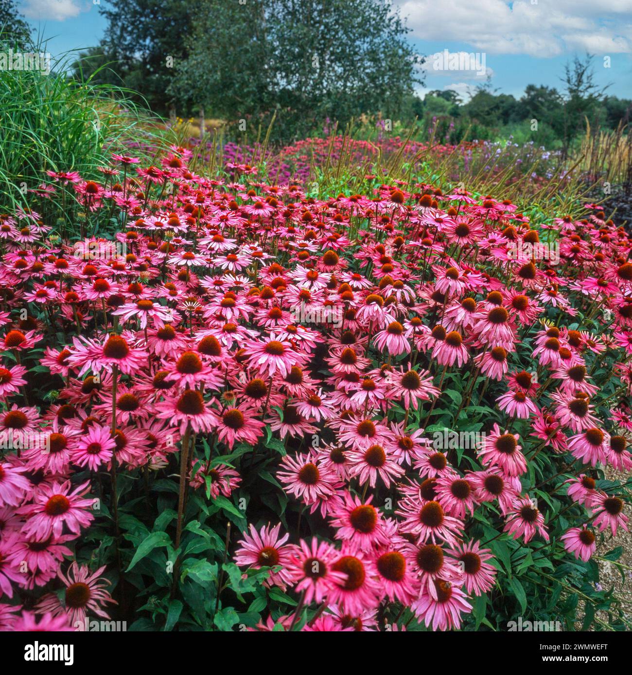 Masses of purple Echinacea purpurea / Rudbeckia purpurea (purple ...