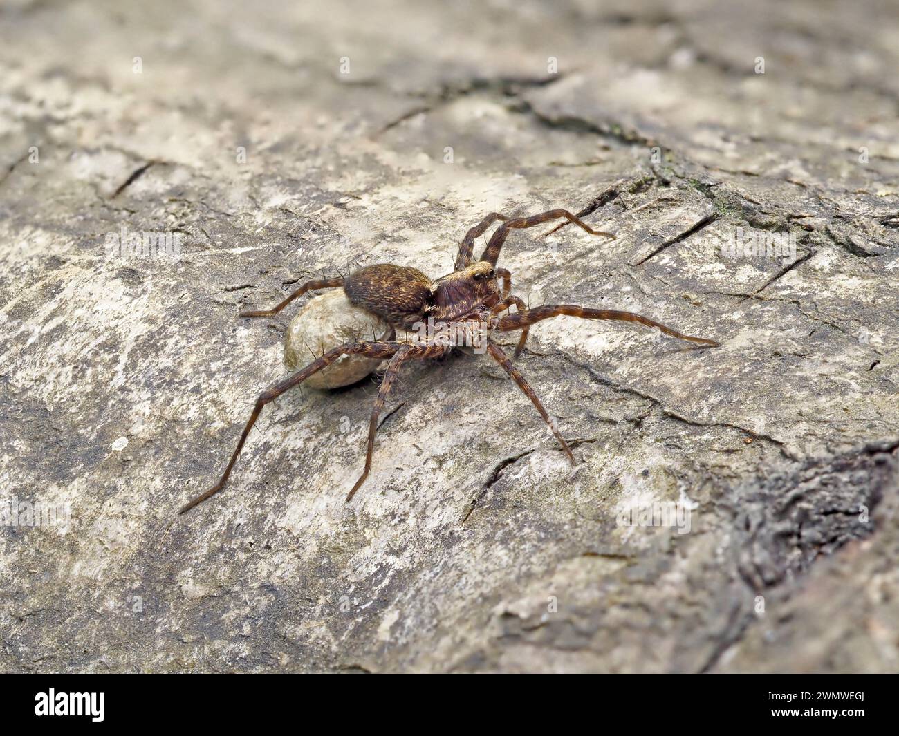 Wolf Spider, Female with Egg Sac (Pardosa nigriceps) on log in garden ...