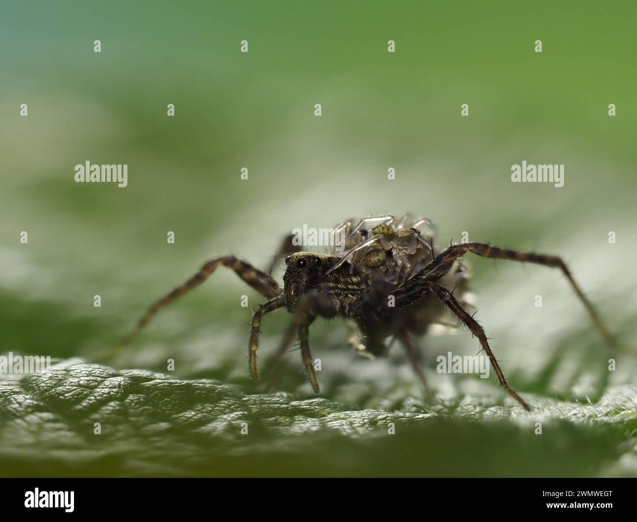 Wolf Spider, Female with young spiderlings on back (Pardosa nigriceps ...