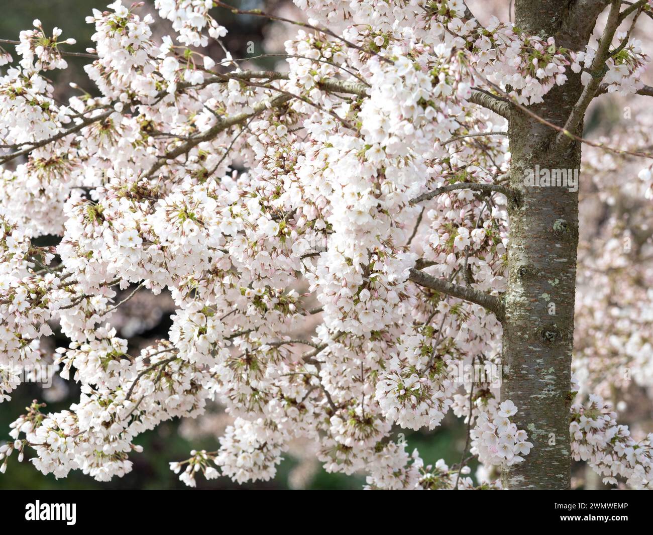Yoshino Cherry Trees (Prunus x yedoensis) Wisley Gardens, Surrey UK ...