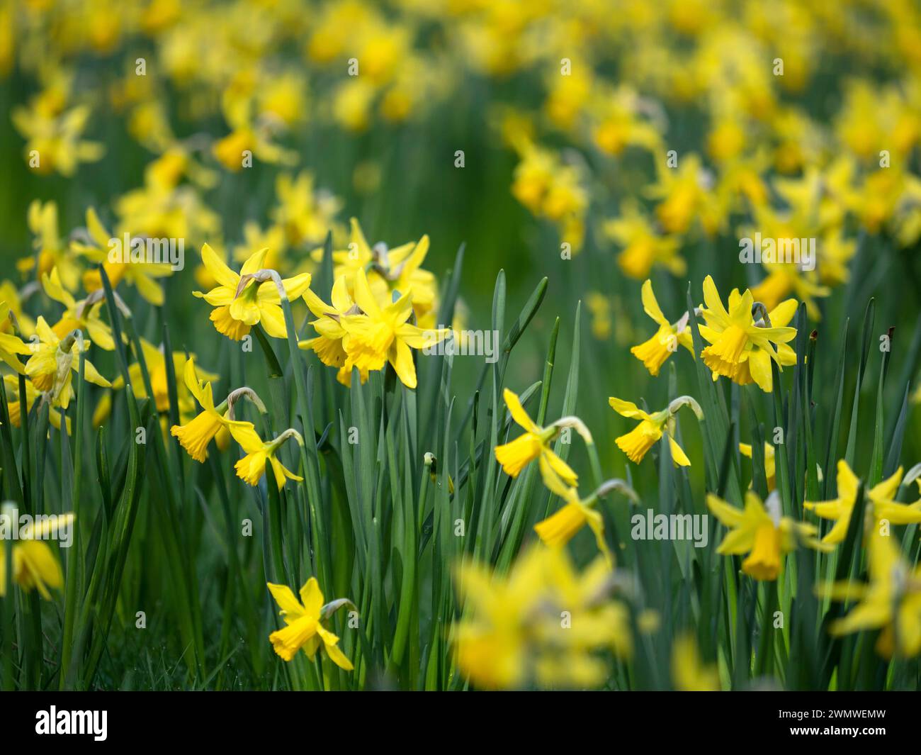 Daffodil Flower (Narcissus pseudonarcissus sub.species), Wisley Gardens, Surrey, UK Stock Photo ...