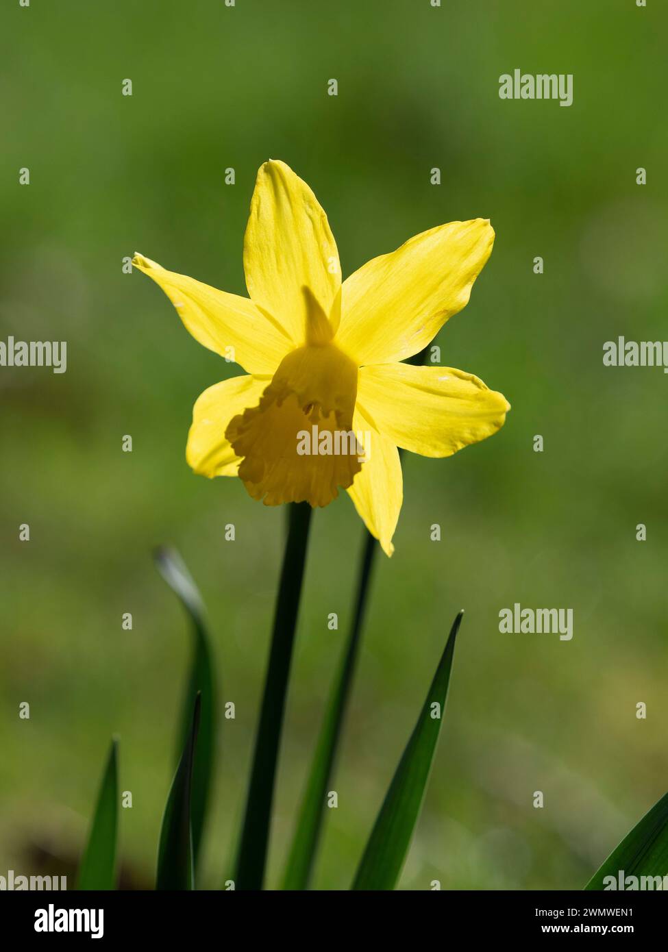 Daffodil Flower (Narcissus pseudonarcissus sub.species), Wisley Gardens ...