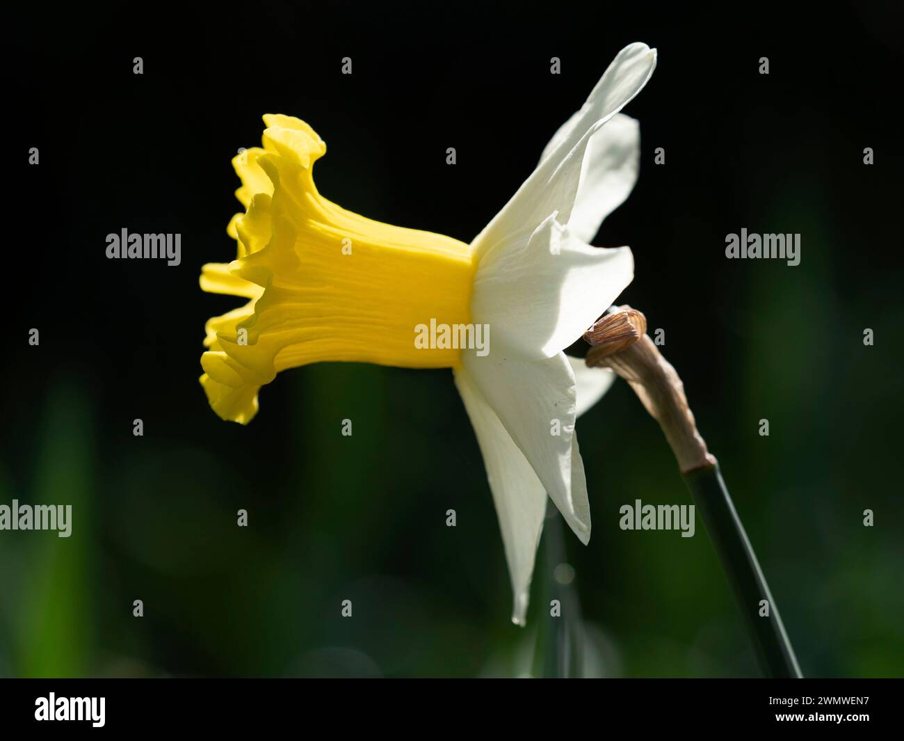 Wild Daffodil Flower (Narcissus pseudonarcissus) Wisley Gardens, Surrey ...