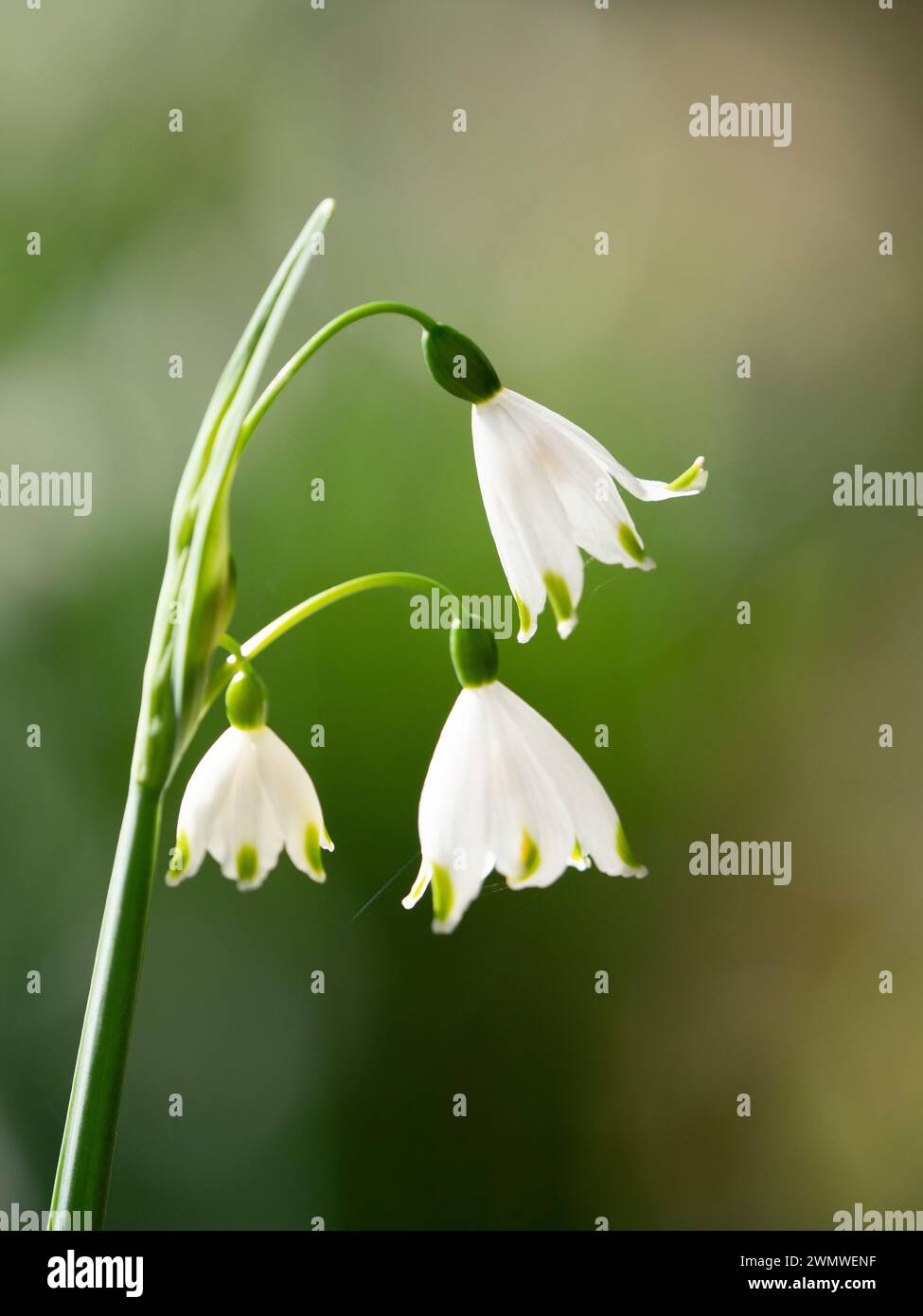 Summer Snowflake Flower (Leucojum aestivum) Wisley Gardens, Surrey UK ...