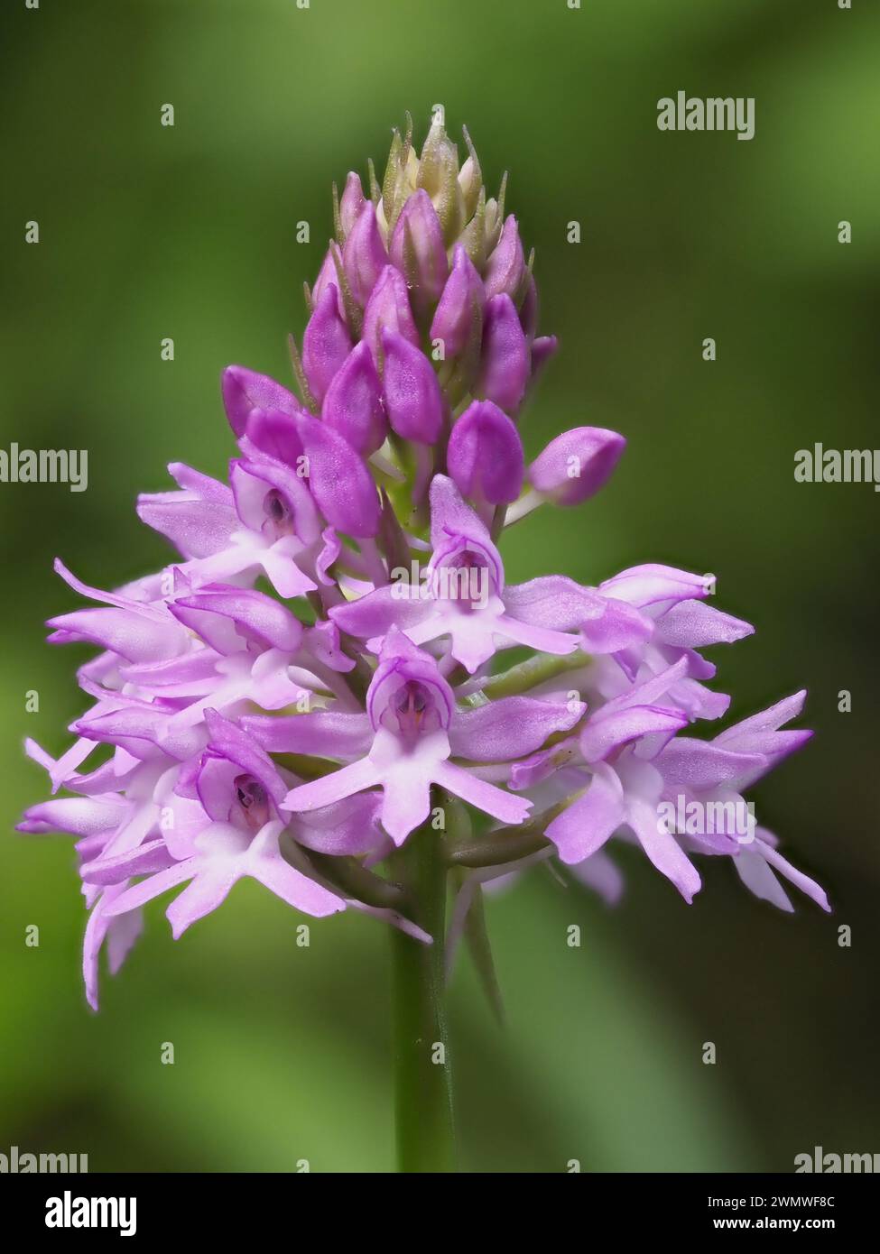 Pyramid Orchid (Anacamptis pyramidalis) Ford Nr Salisbury, Wiltshire ...