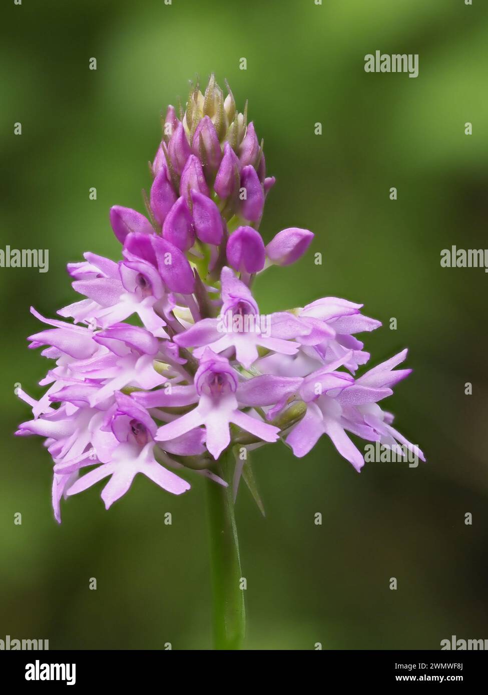Pyramid Orchid (Anacamptis pyramidalis) Ford Nr Salisbury, Wiltshire ...