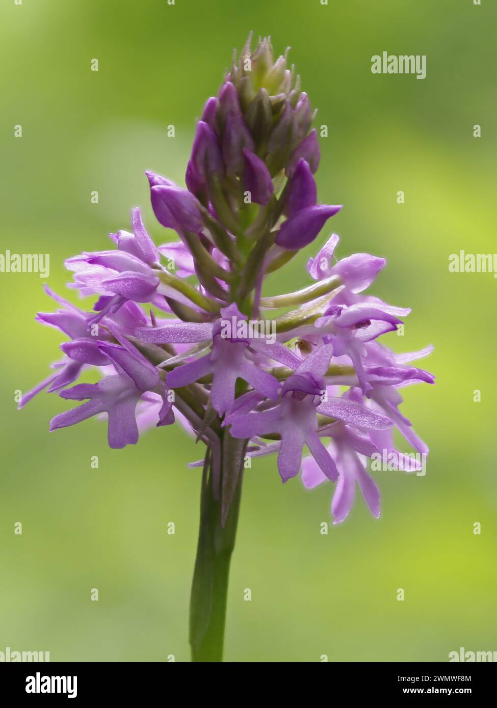 Pyramid Orchid (Anacamptis pyramidalis) Ford Nr Salisbury, Wiltshire ...