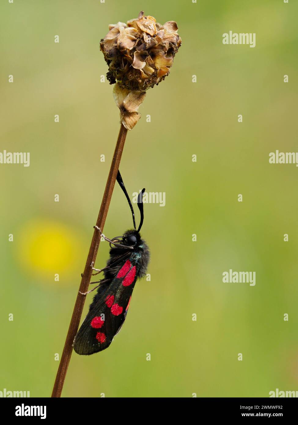 5 Spot Burnet Moth (Zygaena trifolii) Noar Hill Nature Reserve ...
