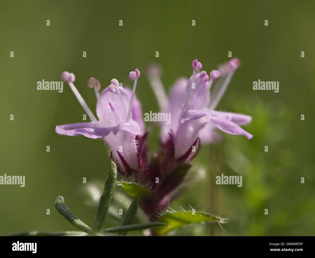 Breckland Wild Thyme, or Creeping Thyme, or Elfin Thyme (Thymus ...