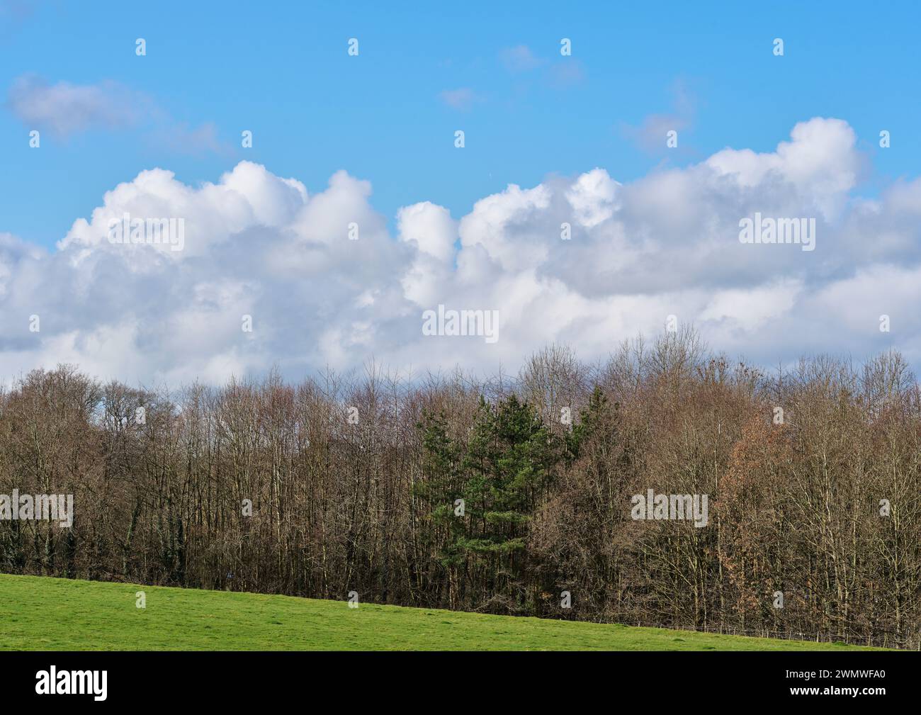 Cumulus cloud over a woodland in the english countryside on a winter ...