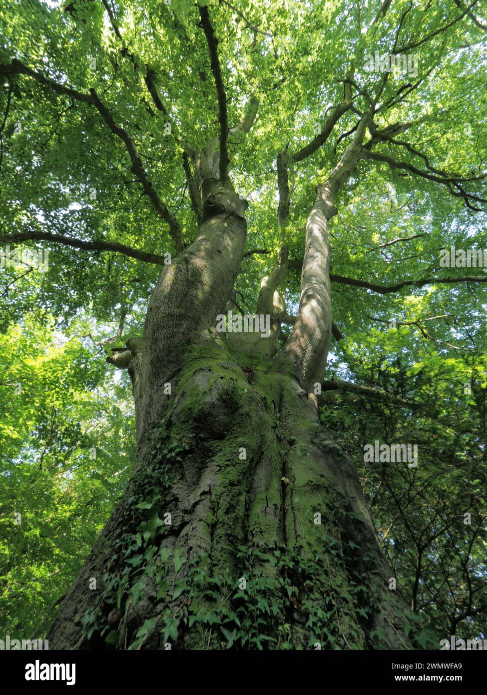 European or Common Hornbeam (Carpinus betulus) Chappetts Copse Nature ...