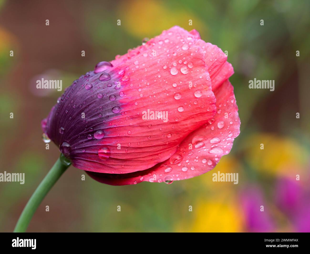 Ornamental poppy hi-res stock photography and images - Alamy