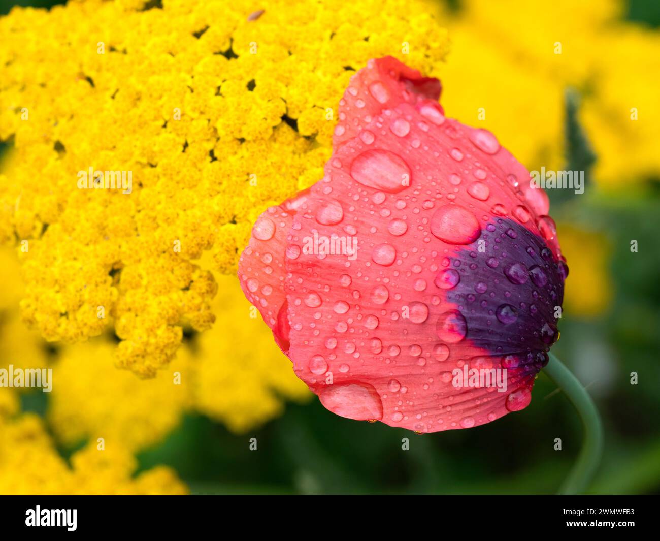 Ornamental Poppy in Garden (Papaver sp), Wiltshire, UK Stock Photo - Alamy