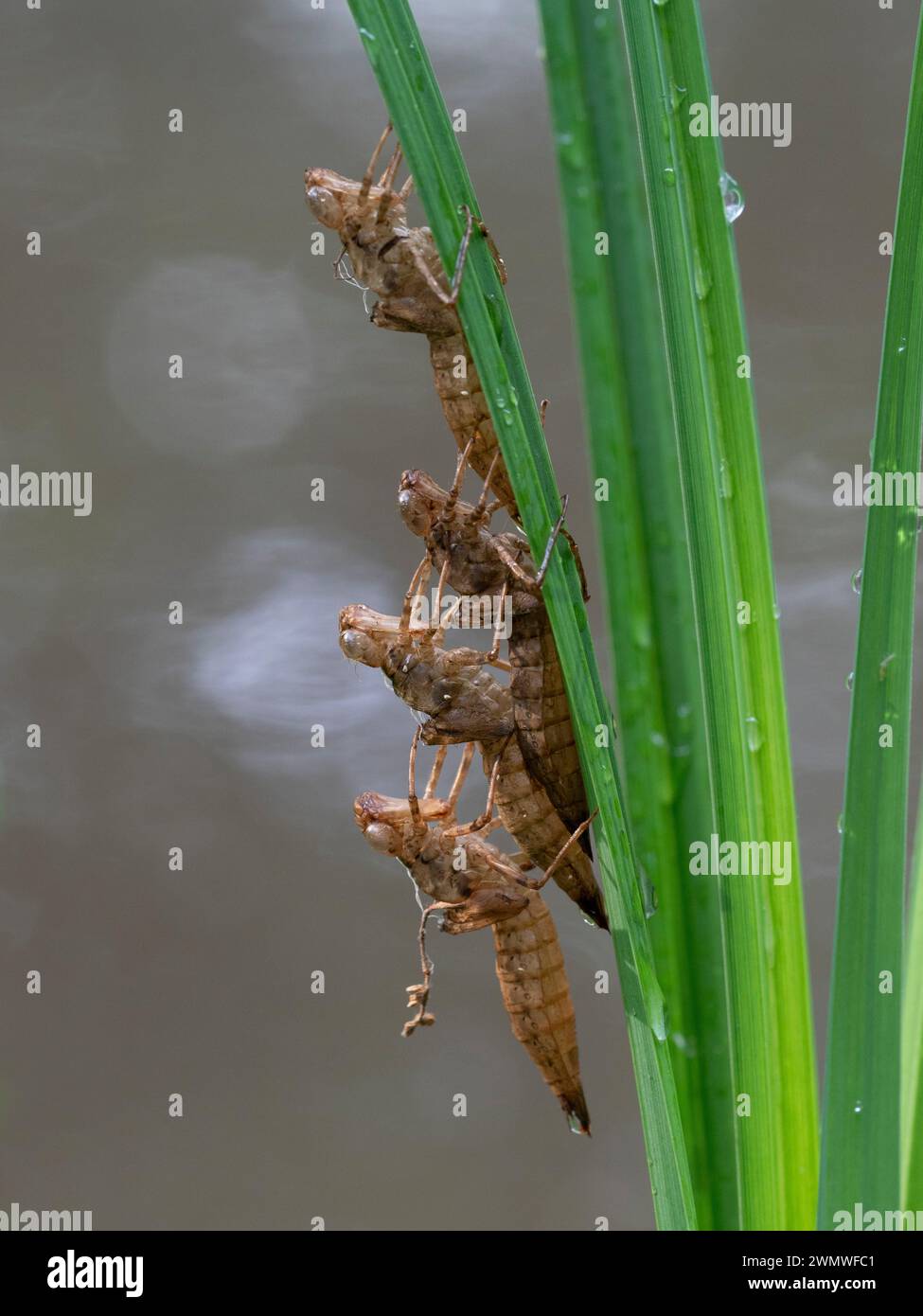 Dragonfly Nymph case (Odonata sp), 4 on a reed above pond, Bentley Wood ...