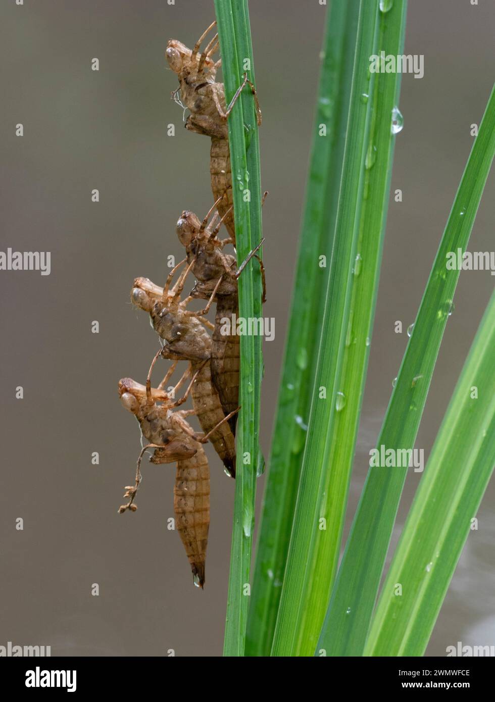 Dragonfly Nymph case (Odonata sp), 4 on a reed above pond, Bentley Wood ...