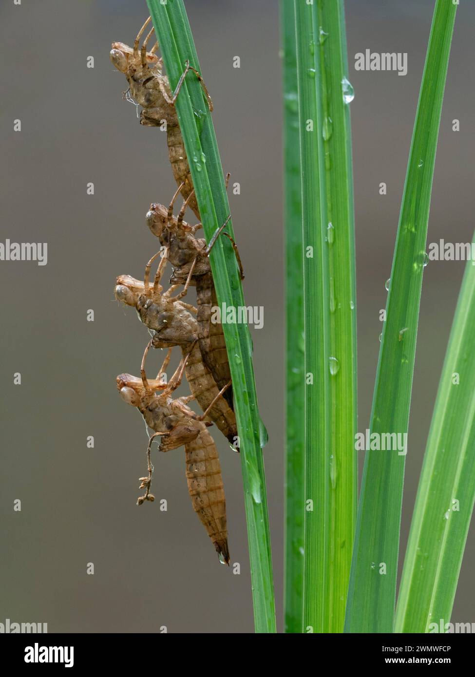 Dragonfly Nymph case (Odonata sp), 4 on a reed above pond, Bentley Wood ...