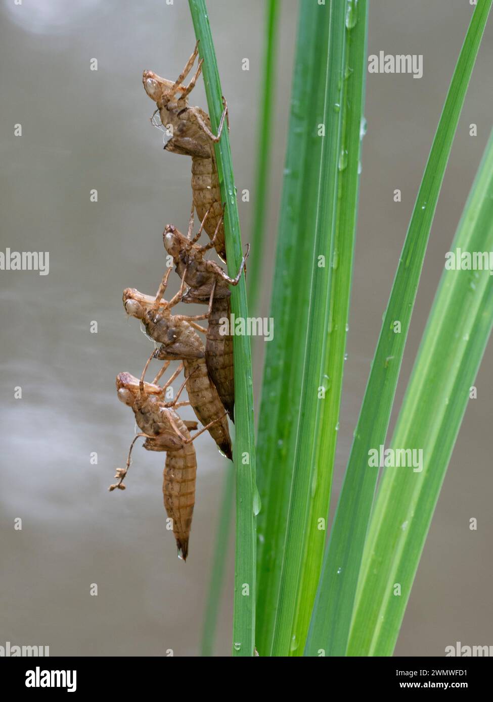 Dragonfly nymph hi-res stock photography and images - Alamy
