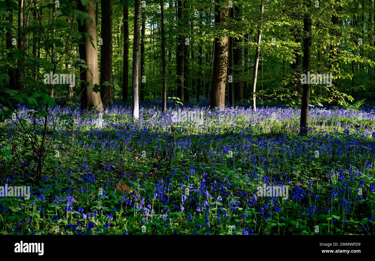 the forest of hallerbos during the bluebells blossoming season Stock ...