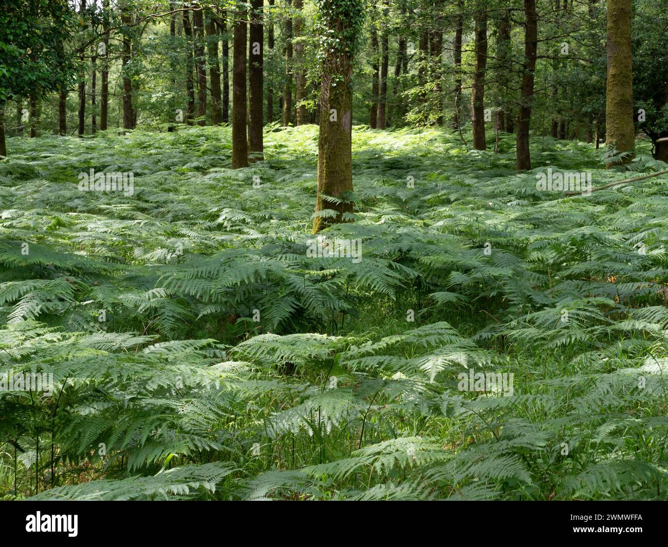 Bracken in woodland (Pteridium aquilinum) Bentley Wood Nature Reserve ...