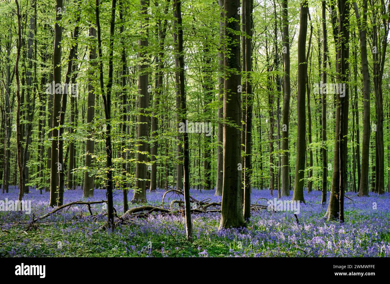 the forest of hallerbos during the bluebells blossoming season Stock ...