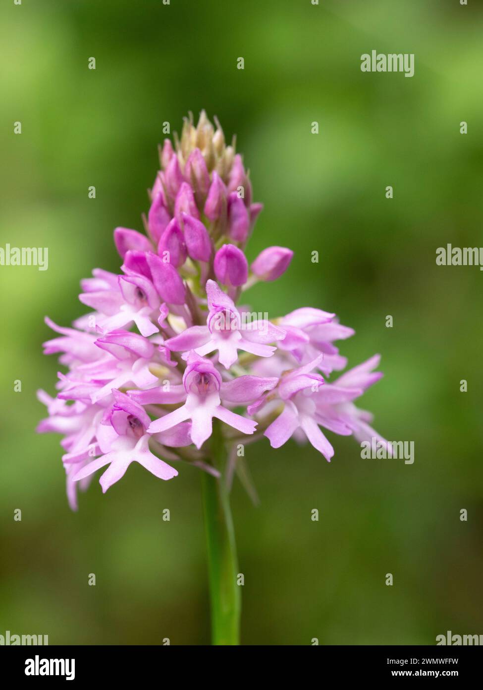 Pyramid Orchid (Anacamptis pyramidalis) Ford Nr Salisbury, Wiltshire ...