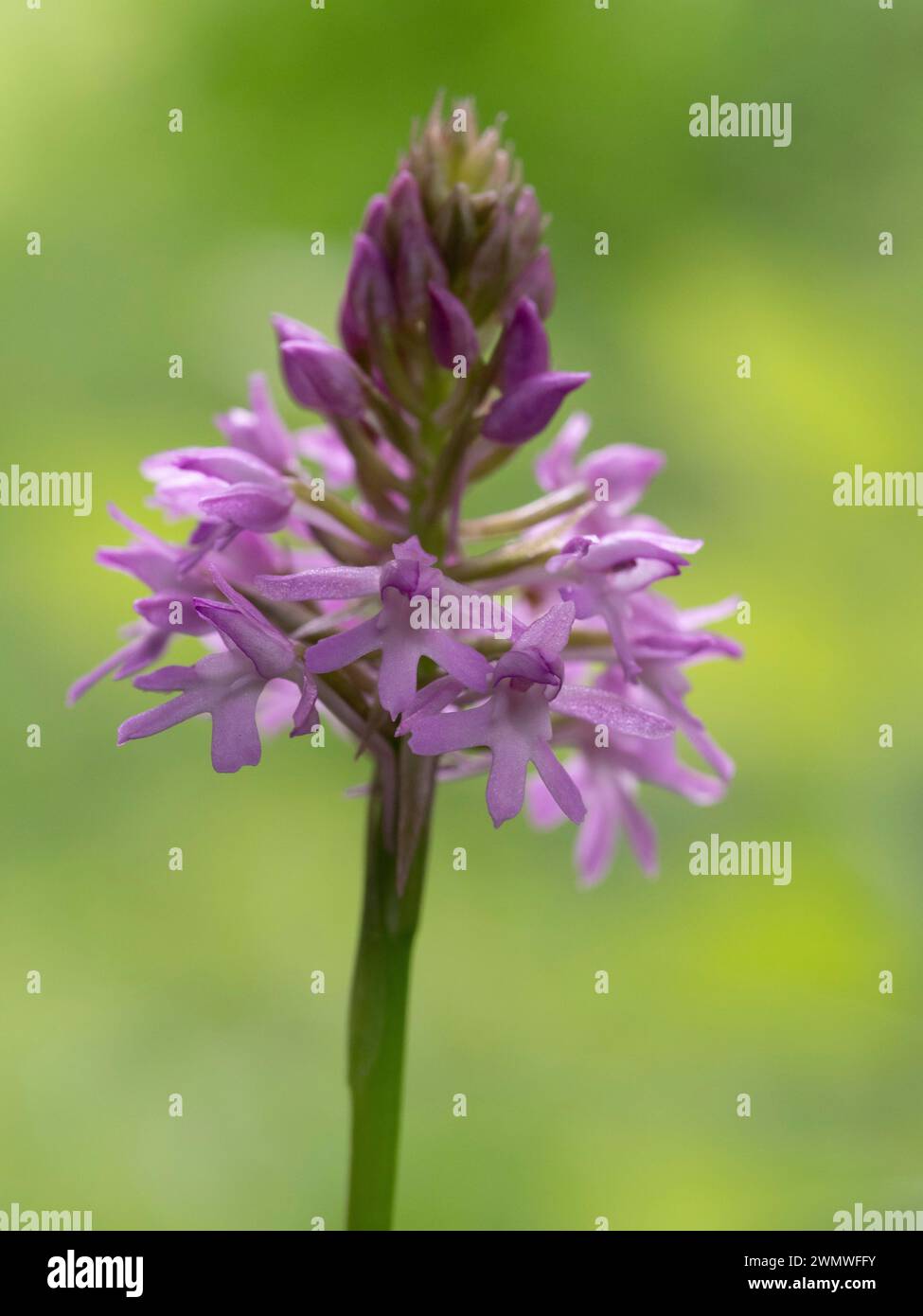 Pyramid Orchid (Anacamptis pyramidalis) Ford Nr Salisbury, Wiltshire ...