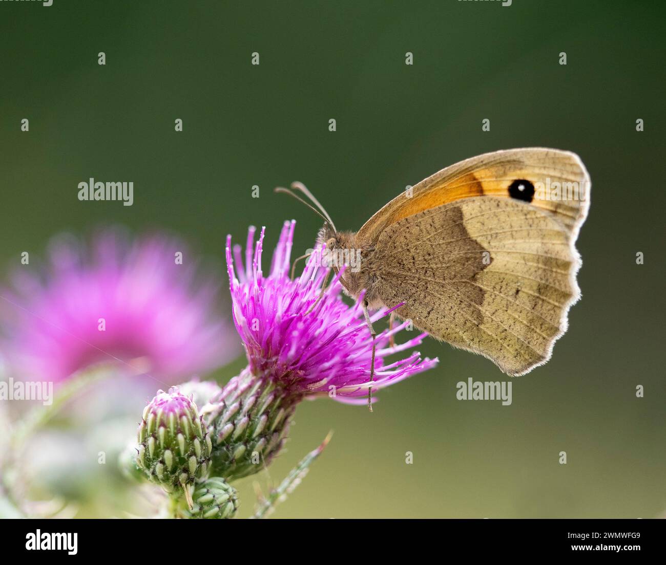 Meadow Brown Butterfly (Maniola jurtina) feeding on Spear Thistle ...