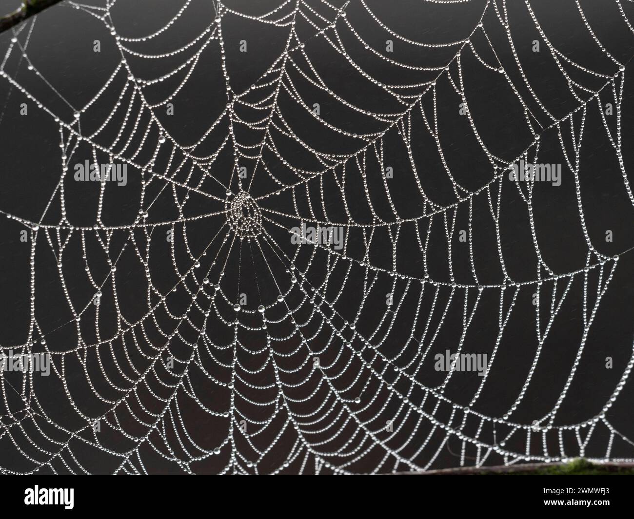 Orb Web Spider (Araneidae sp) shows glue droplets, misty morning, Ford ...