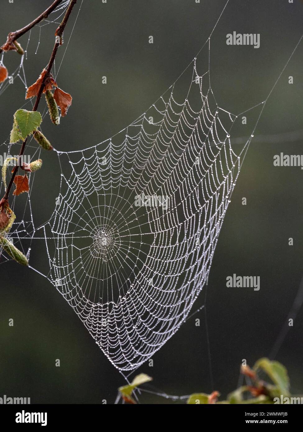 Orb Web Spider (Araneidae sp) shows glue droplets, misty morning, Ford ...