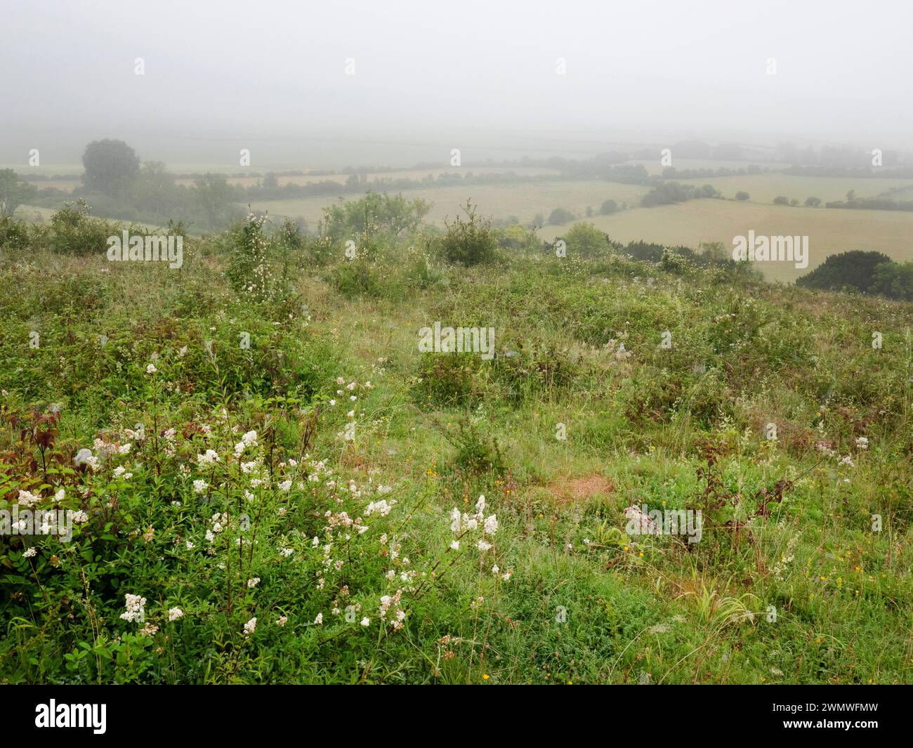 Landscape and early morning mist, Noar Hill Nature Reserve, Hampshire ...