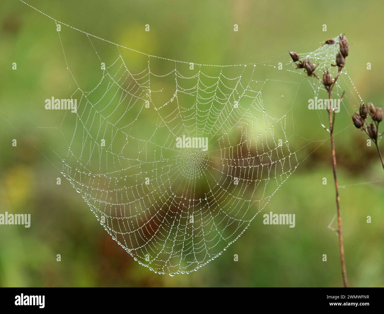 Orb Web Spider (Araneidae sp) shows glue droplets, misty morning, Noar ...