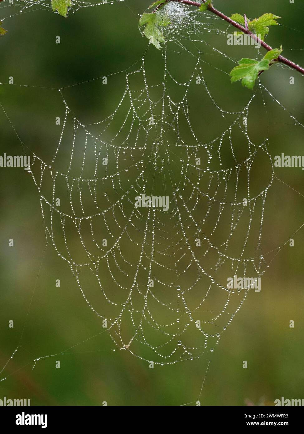 Orb Web Spider (Araneidae sp) shows glue droplets, misty morning, Noar ...