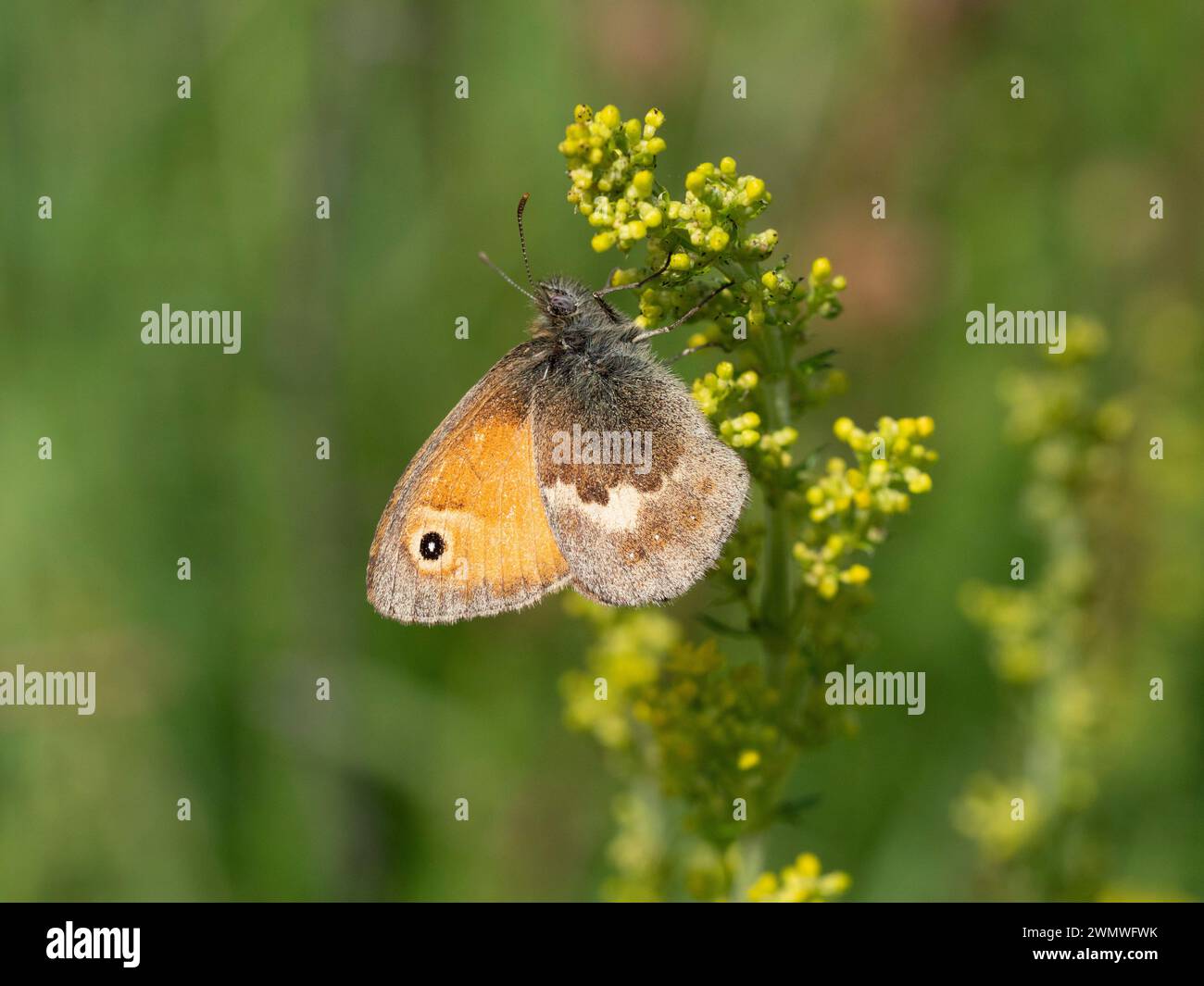 Small Heath Butterfly (Coenonympha pamphilus) feeding on flower, Noar ...
