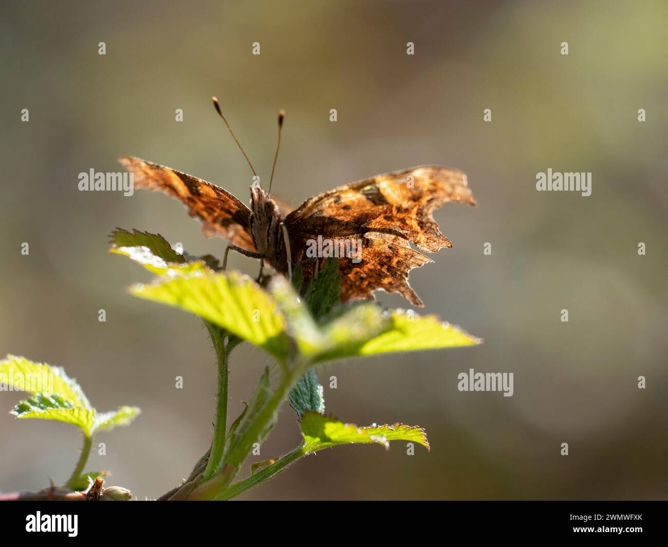 Comma Butterfly (Polygonia-c-album) Backlight with wings open ...