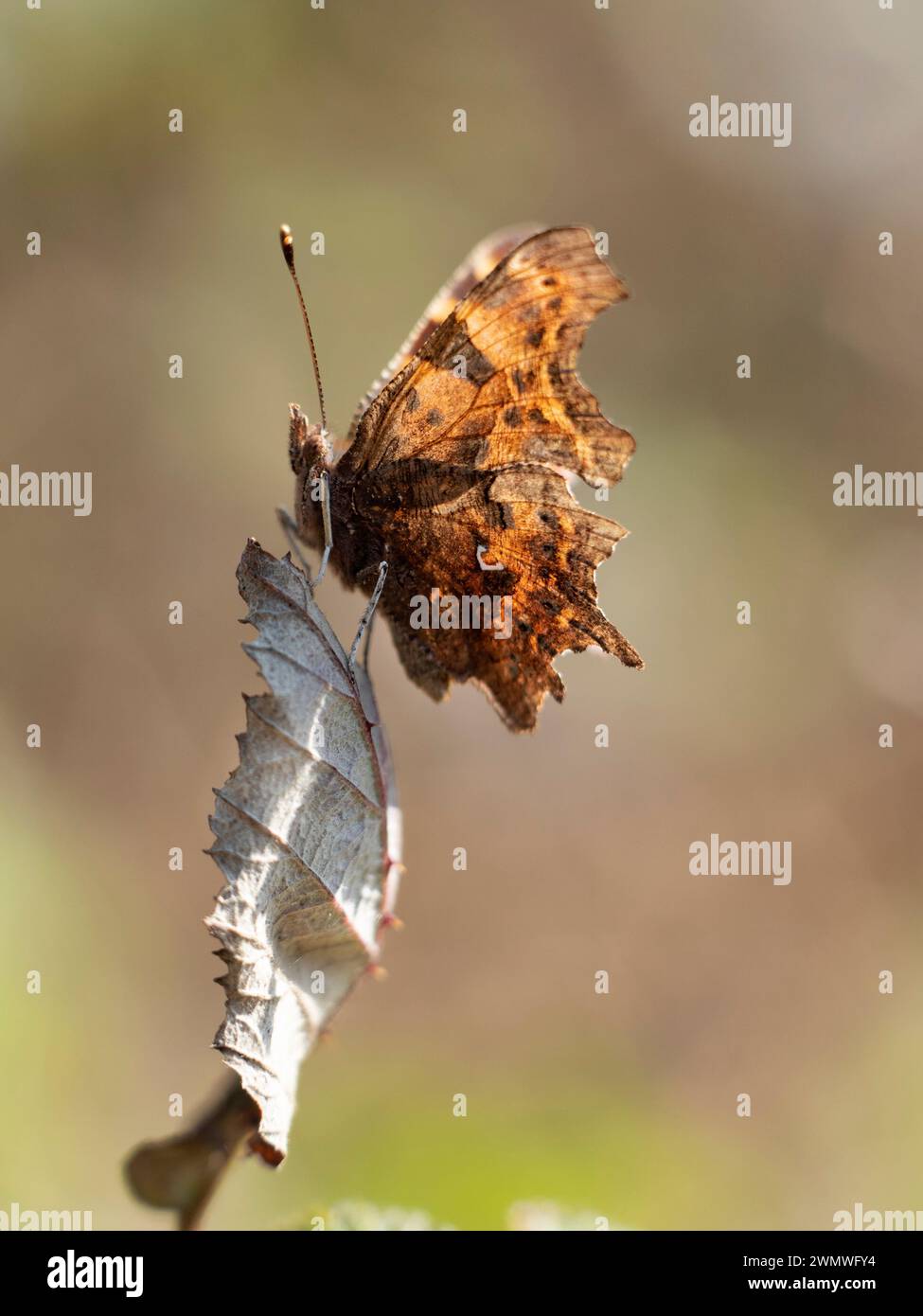 Comma Butterfly (Polygonia-c-album) perched on leaf, side viw of wings ...
