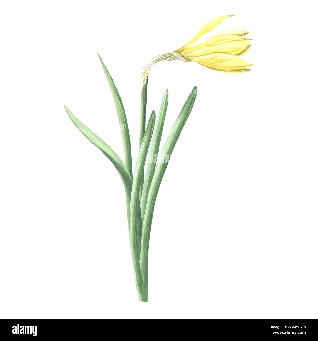 Watercolor daffodil yellow flower. Isolated hand drawn illustration ...