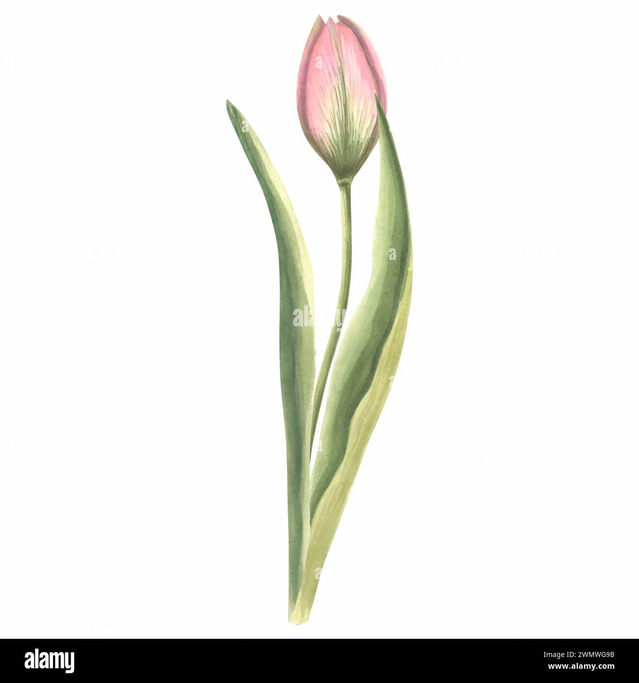 Watercolor pink tulip flower. Isolated hand drawn illustration spring ...