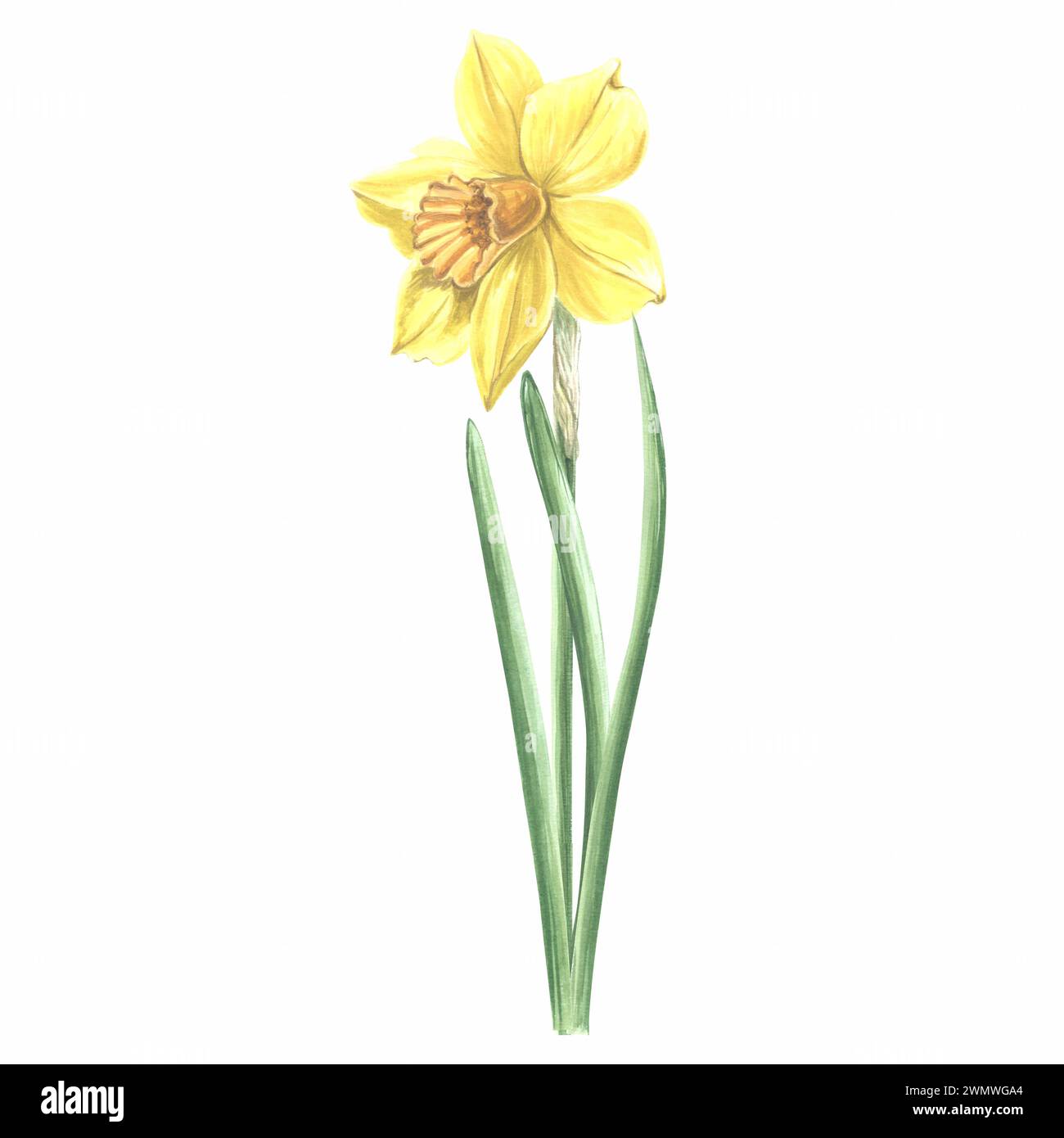Watercolor daffodil yellow flower. Isolated hand drawn illustration ...