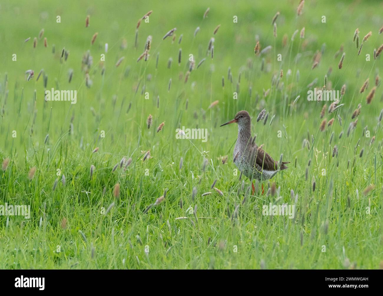Common Redshank (Tringa totanus) Elmley Nature Reserve, Kent UK Stock ...