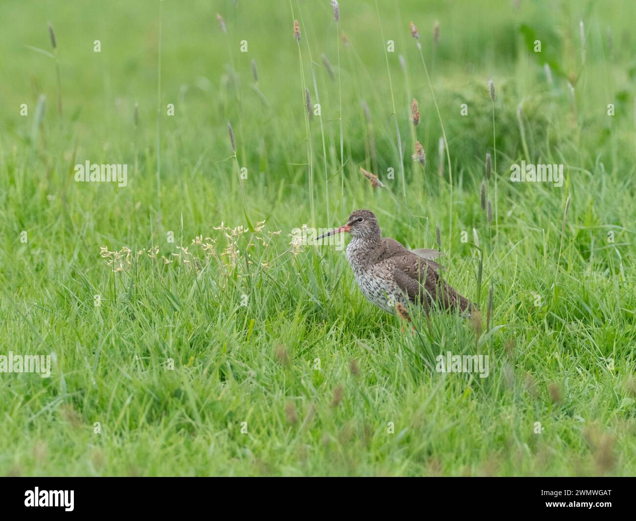 Common Redshank (Tringa totanus) Elmley Nature Reserve, Kent UK Stock ...
