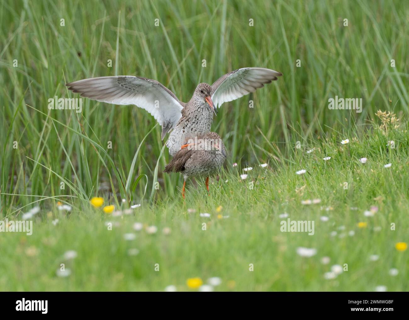Common Redshank pair mating (Tringa totanus) Elmley Nature Reserve ...