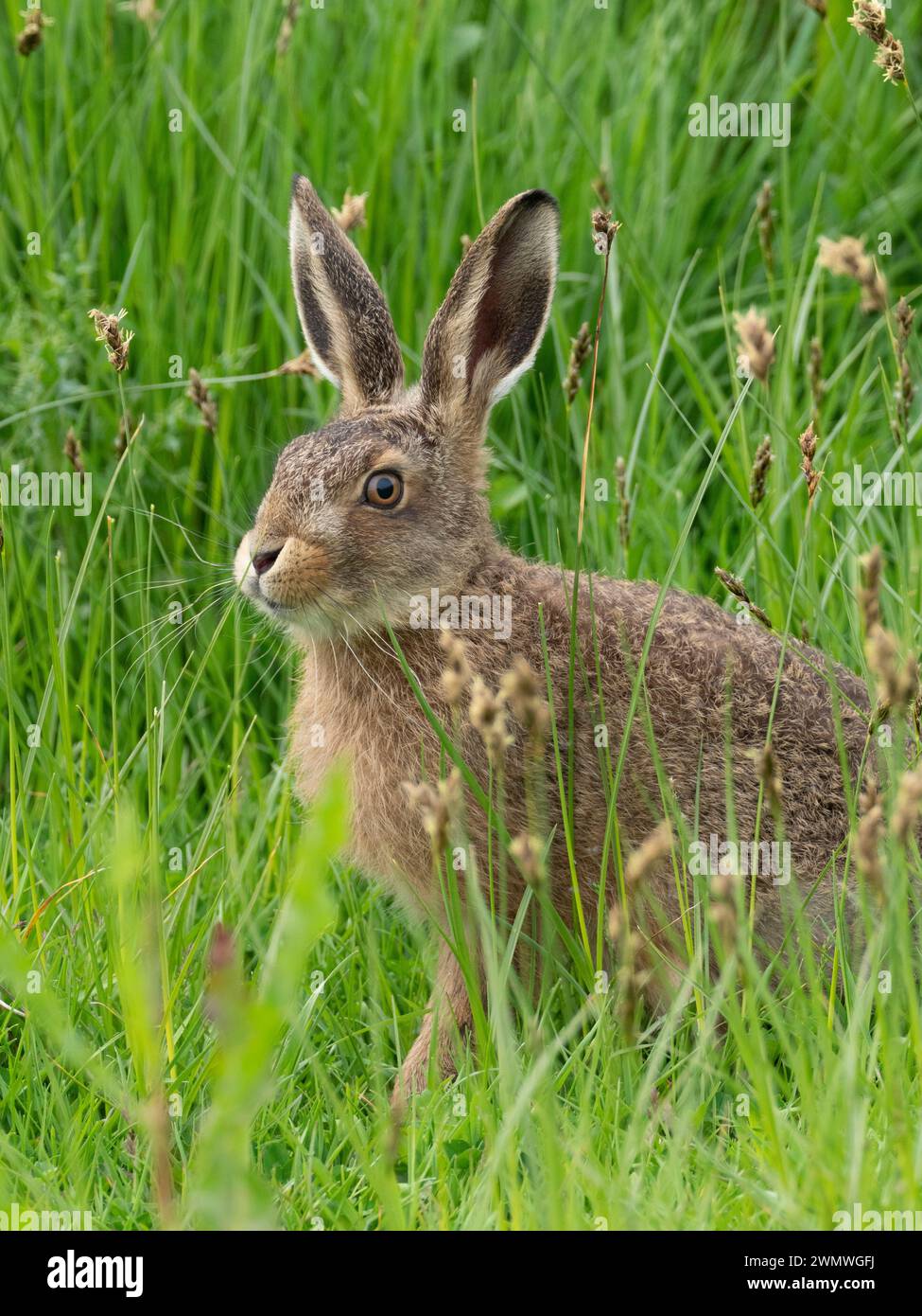 Brown Hare (Lepus capensis) Elmley Nature Reserve, Kent UK Stock Photo ...