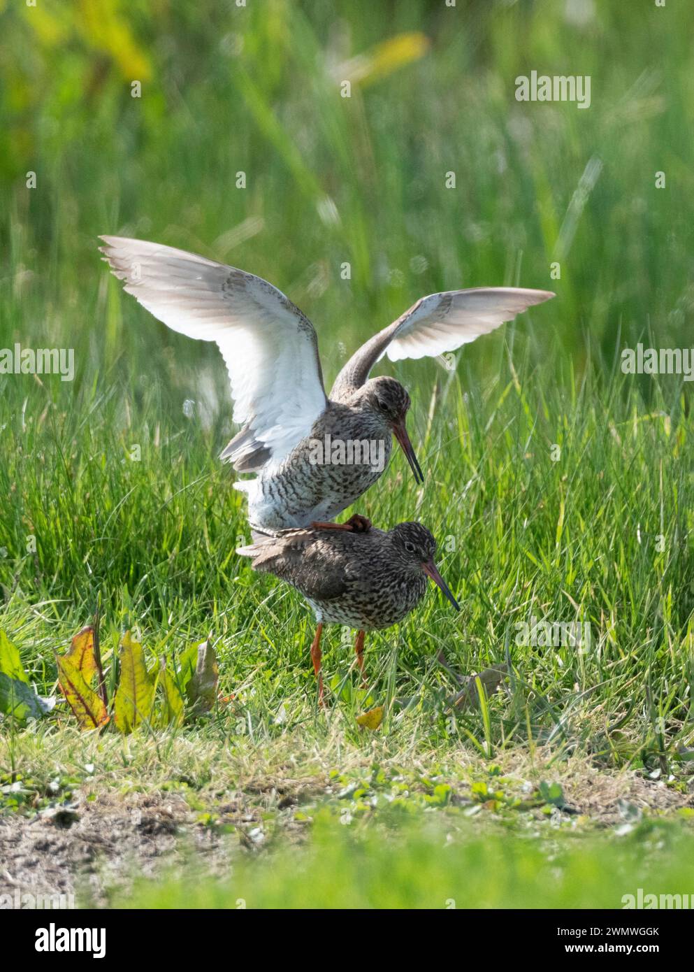 Common Redshank pair mating (Tringa totanus) Elmley Nature Reserve ...