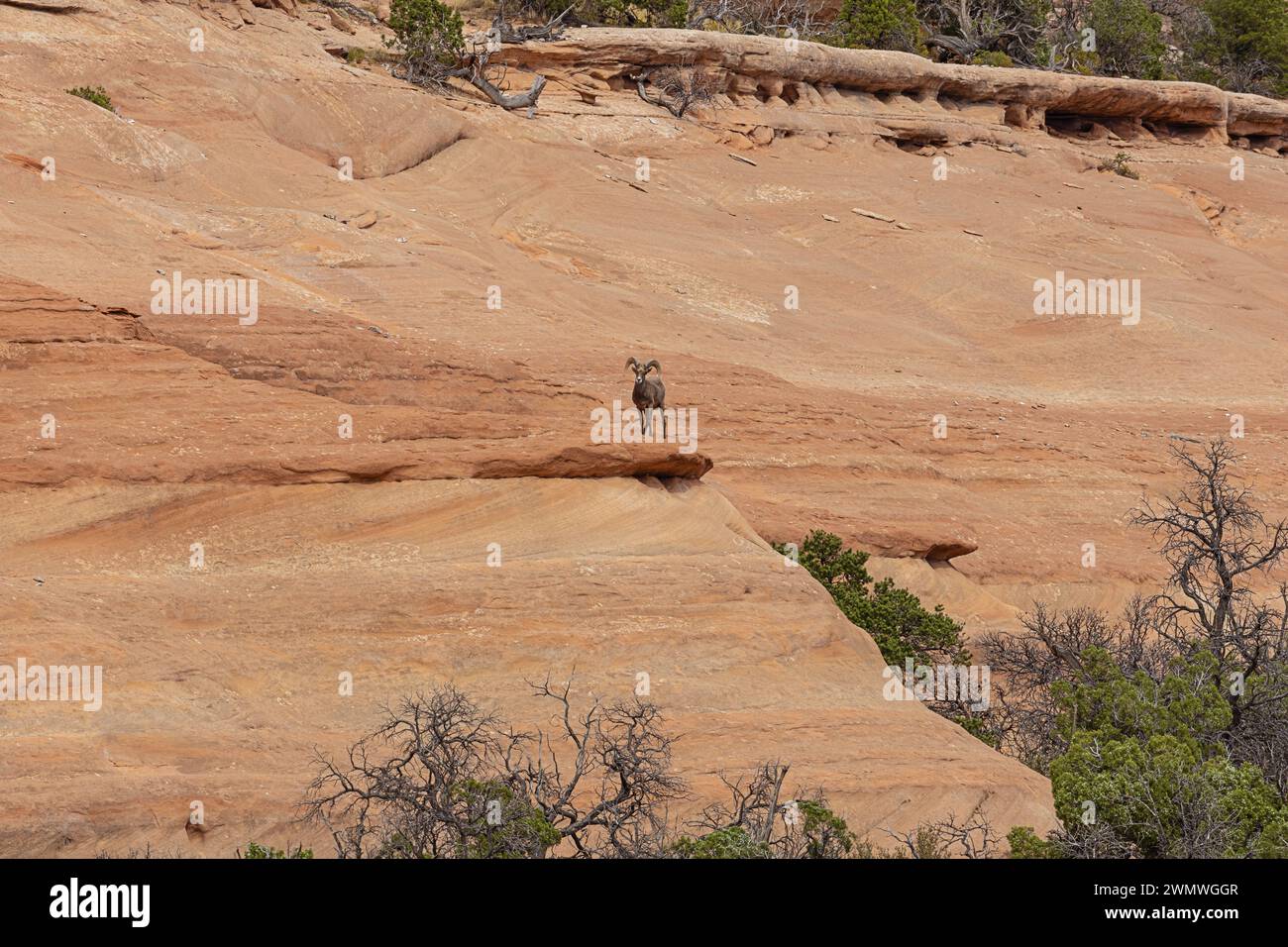 Desert bighorn sheep at Monument Mesa, seen from Ute Canyon Overlook in ...