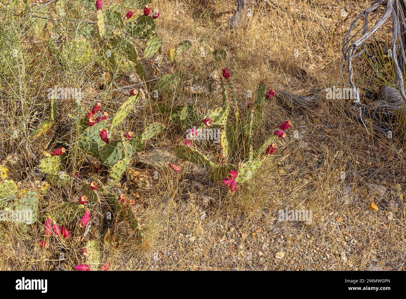 Flowering Claret Cup Cactus near the Devil's Kitchen in the Colorado ...