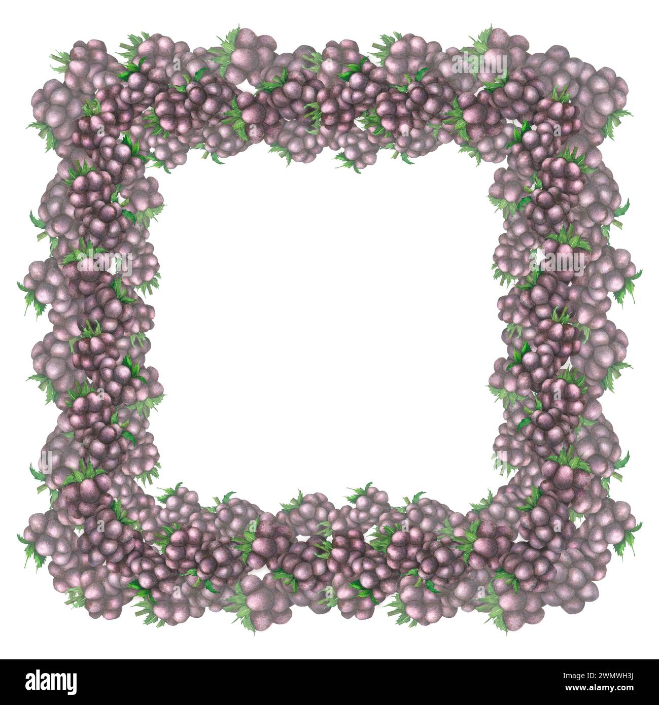 Watercolor vintage frame with a garden berry. Ripe blackberries ...